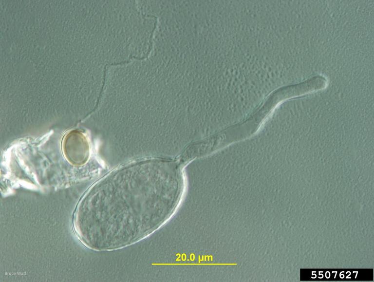 powdery mildew (Genus Erysiphe)