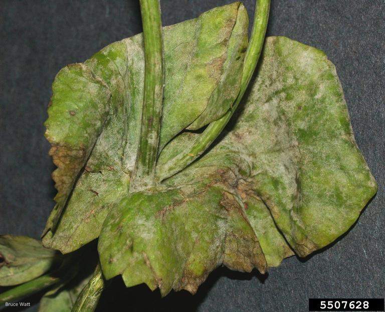 powdery mildew (Genus Erysiphe)
