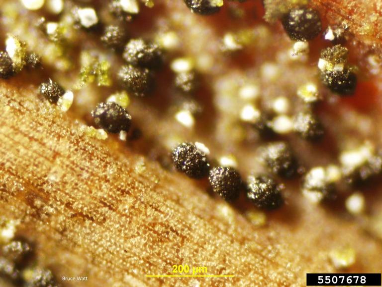 Rhizosphaera needle cast (Rhizosphaera pini (Corda) Maubl.)