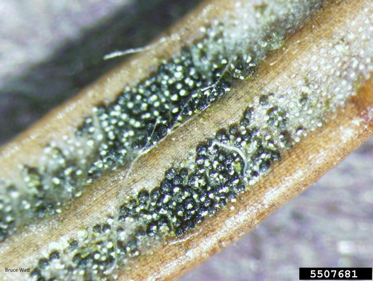 Rhizosphaera needle cast (Rhizosphaera pini)
