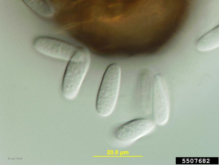 Rhizosphaera needle cast (Rhizosphaera pini (Corda) Maubl.)