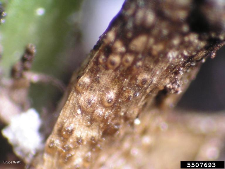 Phoma blights (Genus Phoma)