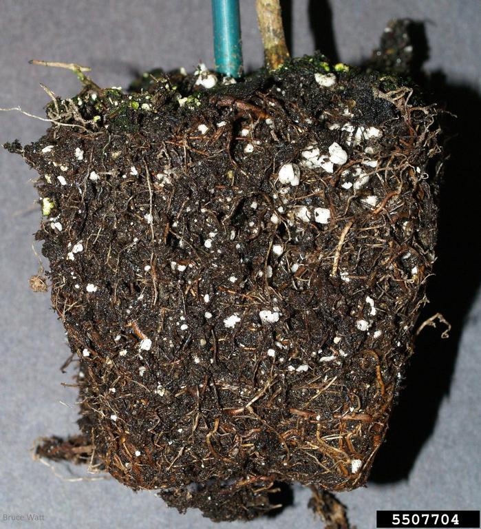 black root rot (Thielaviopsis basicola)