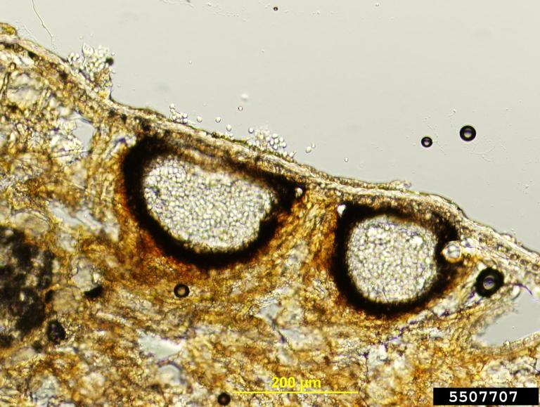 Phyllosticta leaf spots (Genus Phyllosticta)
