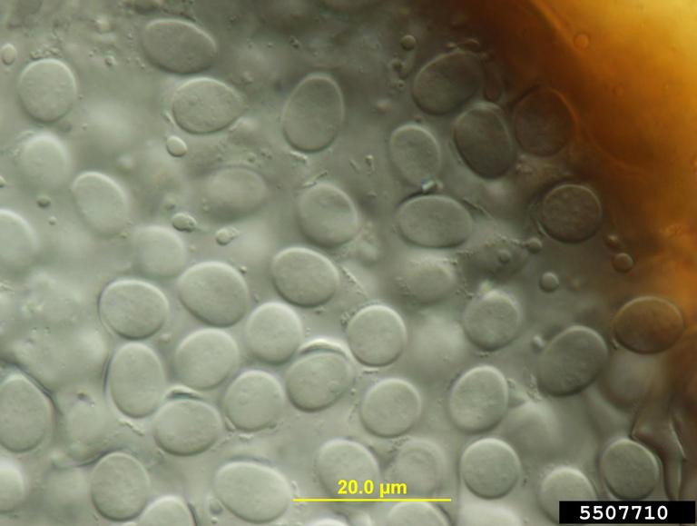 Phyllosticta leaf spots (Genus Phyllosticta)