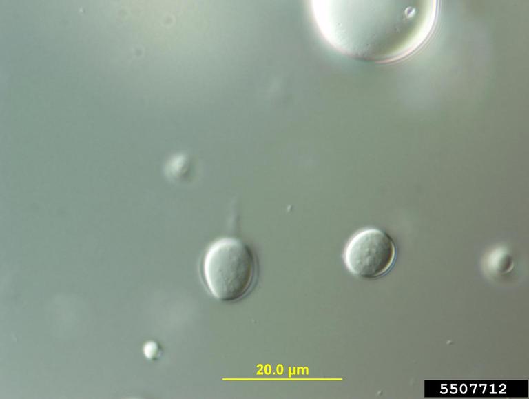 Phyllosticta leaf spots (Genus Phyllosticta)