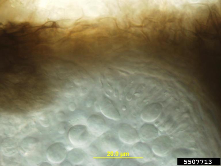 Phyllosticta leaf spots (Genus Phyllosticta Pers.)