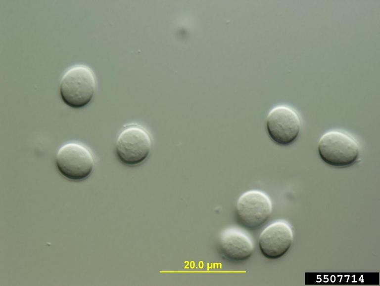 Phyllosticta leaf spots (Genus Phyllosticta Pers.)