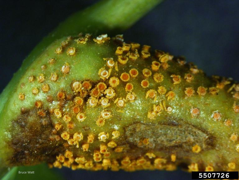 ash rusts (Puccinia sparganioides ) on ash (Fraxinus spp. ) - 5507726