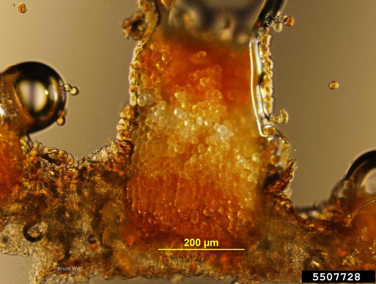ash rusts (Puccinia sparganioides ) on ash (Fraxinus spp. ) - 5507728
