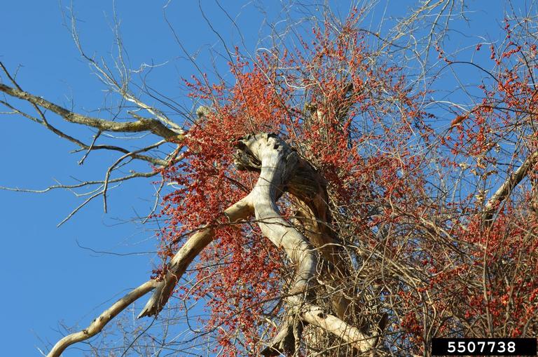 round leaf bittersweet (Celastrus orbiculatus)