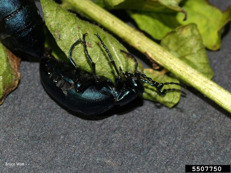 blister beetles (Genus Meloe Linnaeus 1758)