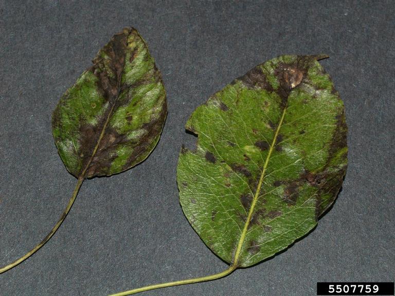 pear scab (Venturia pirina Aderh.)