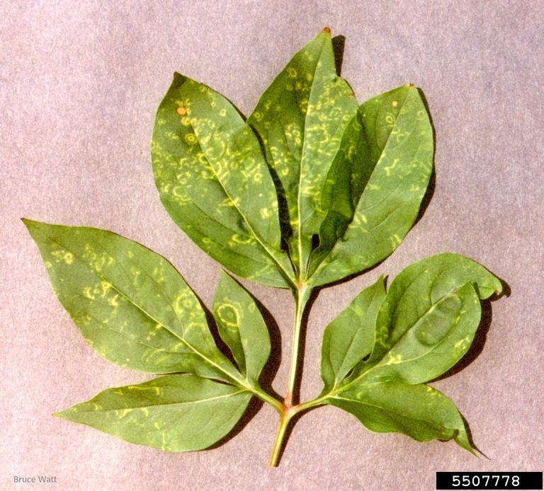 Tobacco Rattle Virus (TRV) (Tobravirus Tobacco Rattle Virus)