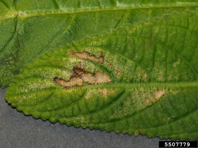 impatiens necrotic spot virus (INSV) (Tospovirus Impatiens necrotic ...