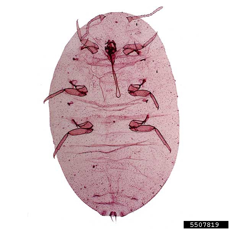 mealybug (Delottococcus aberiae (De Lotto, 1961))