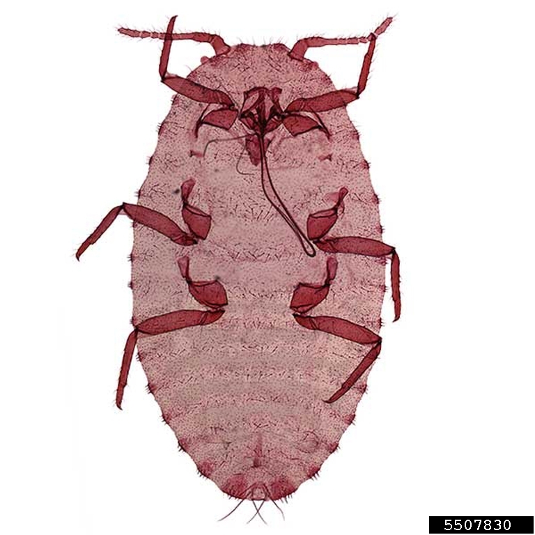pandanus mealybug (Laminicoccus pandani (Cockerell))