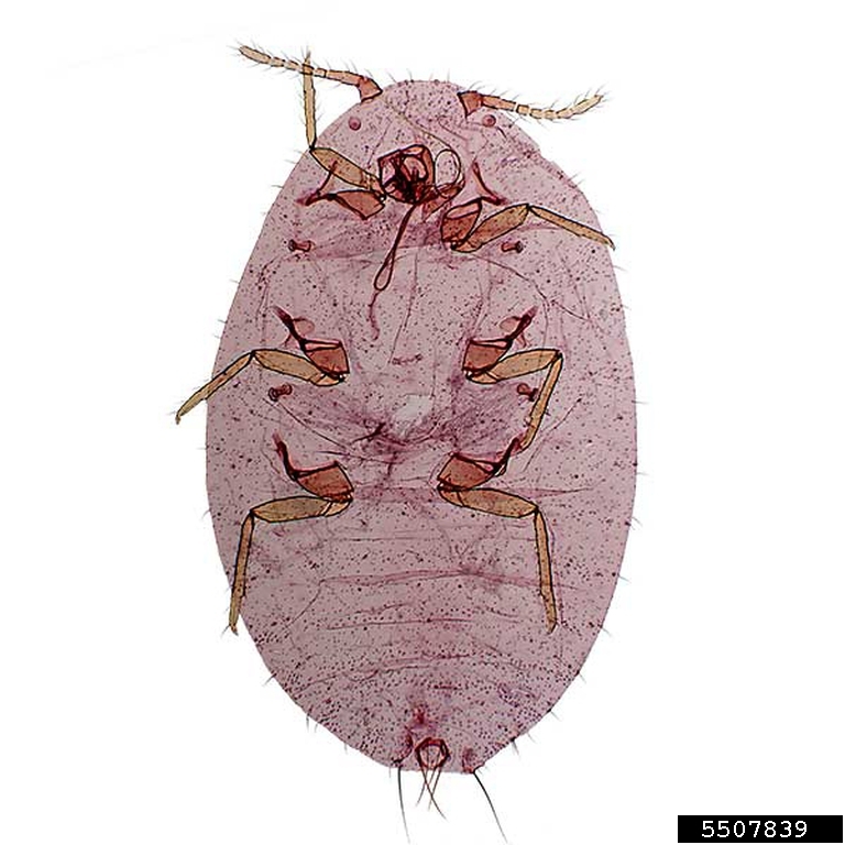 mealybug (Paracoccus mexicanus)