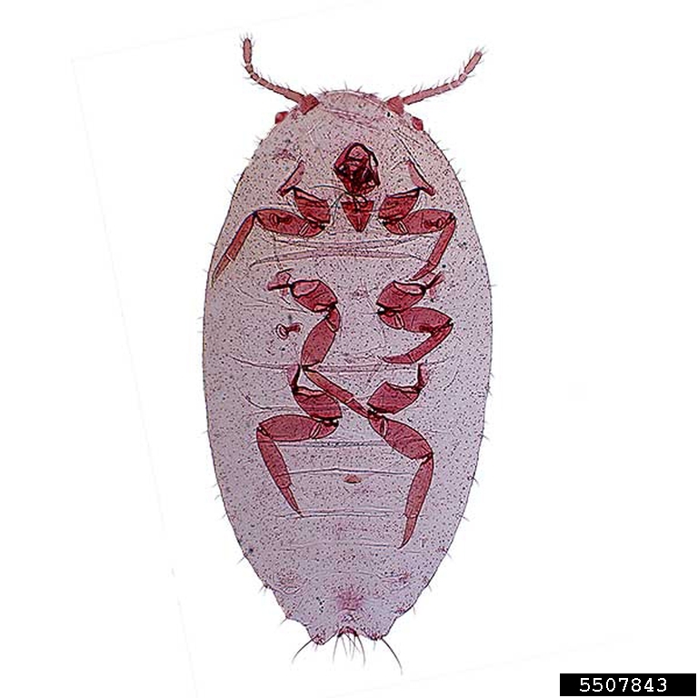 solanum mealybug (Phenacoccus solani Ferris, 1918)