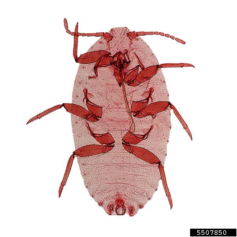 mealybug (Pseudococcus lycopodii)