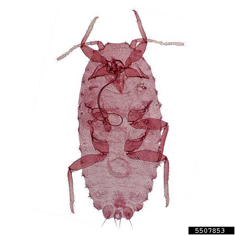 mealybug (Pseudococcus philippinicus Williams, 2004)