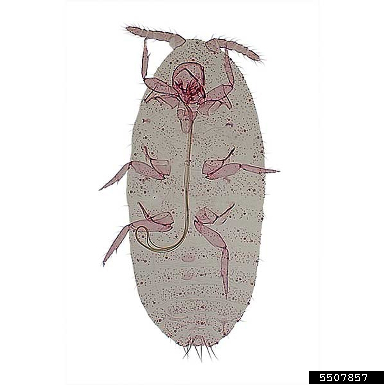 mealybug (Rhizoecus amorphophalli Btetrem, 1940)