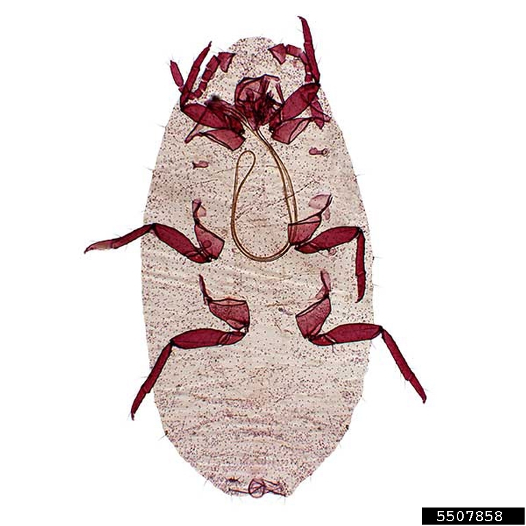 cactus mealybug (Spilococcus mamillariae)