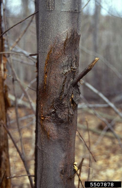 chestnut blight or canker (Cryphonectria parasitica)