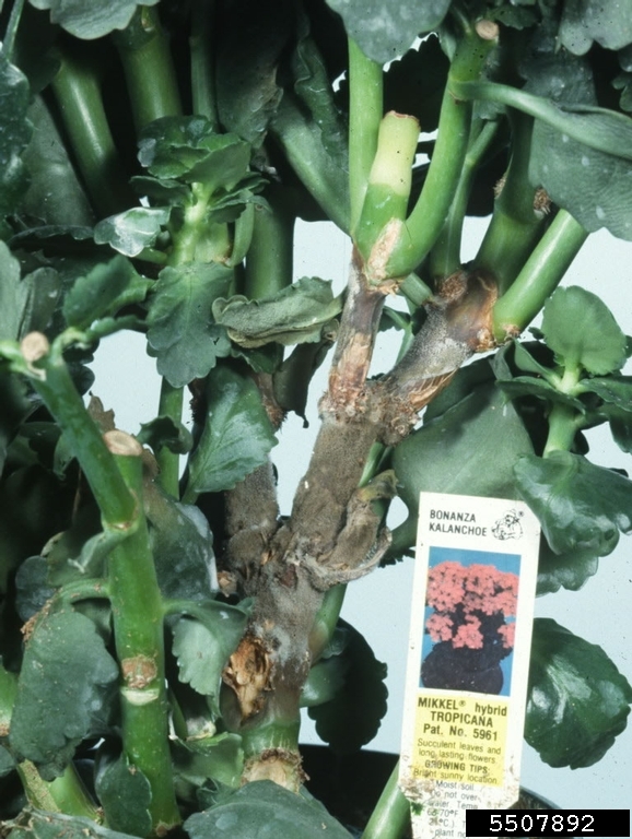 gray mold (Botrytis cinerea Pers.:Fr)