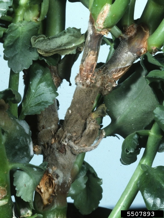 gray mold (Botrytis cinerea)