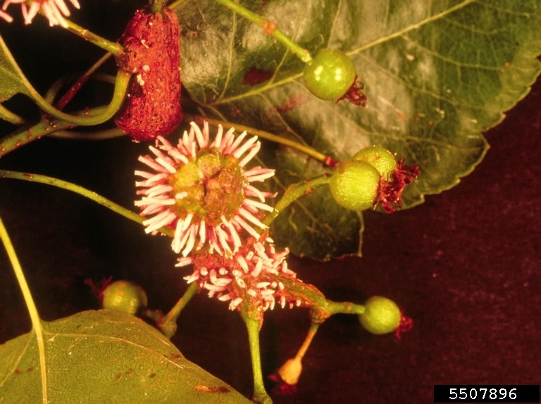 cedar-apple rust (Gymnosporangium juniperi-virginianae)