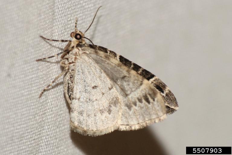 small phoenix (Ecliptopera silaceata (Denis & Schiffermuller, 1775))