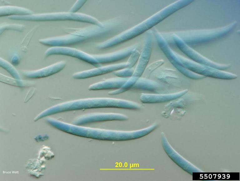 Fusarium wilts, blights, rots and damping-off (Genus Fusarium Link)