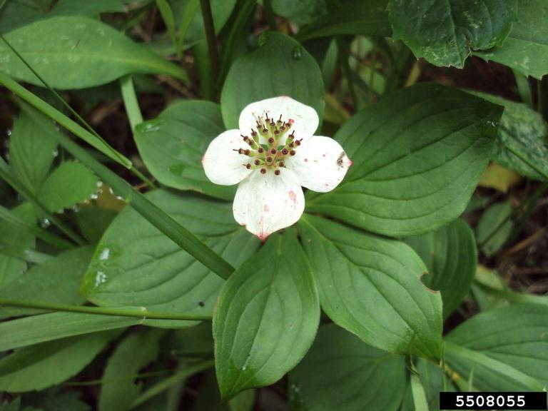 bunchberry (Cornus canadensis L.)