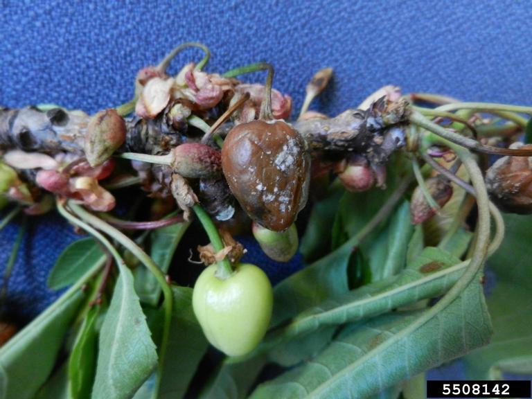 brown rot (Monilinia fructicola (G. Wint.) Honey)