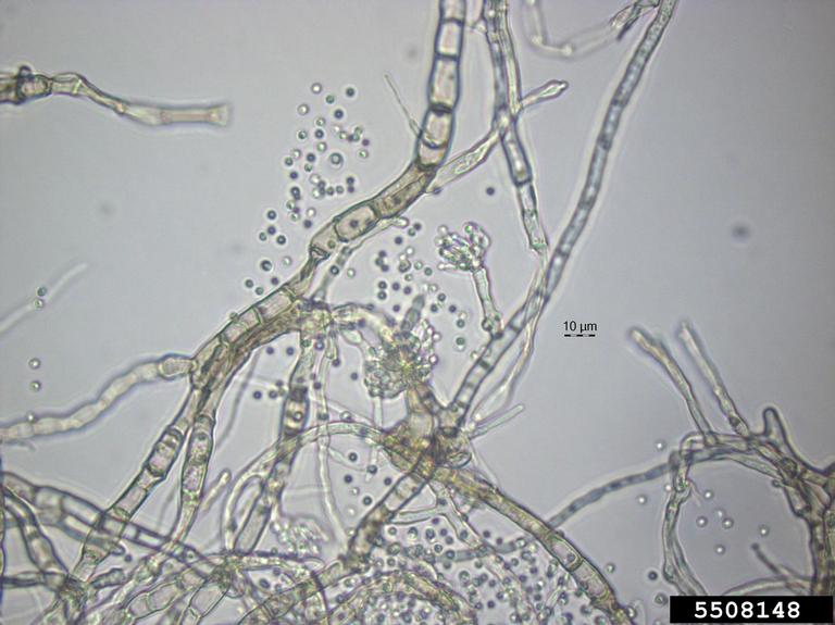 brown rot (Monilinia fructicola)