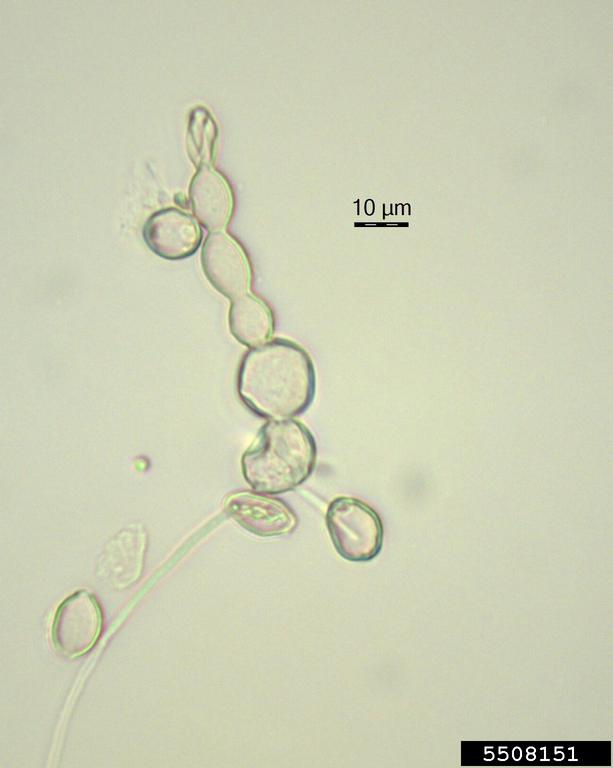 brown rot (Monilinia fructicola (G. Wint.) Honey)