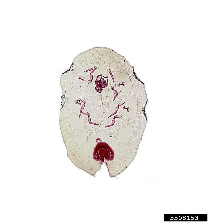 Japanese wax scale, Indian wax scale (Ceroplastes ceriferus Fabricius ...