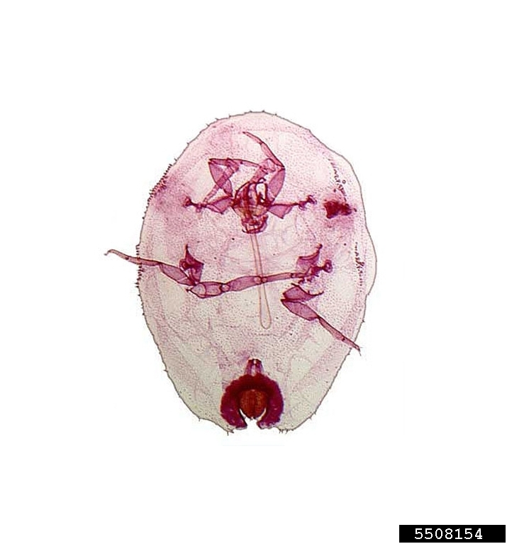 barnacle scale (Ceroplastes cirripediformis Comstock)