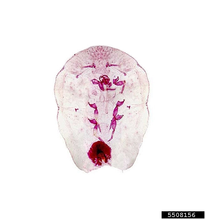 Japanese wax scale (Ceroplastes japonicus Green)