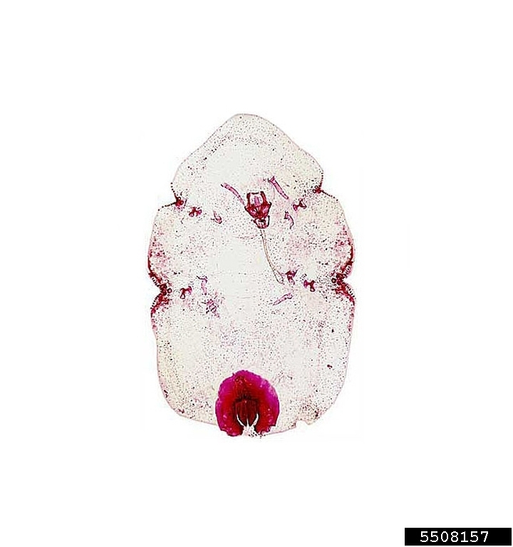 red wax scale (Ceroplastes rubens Maskell)