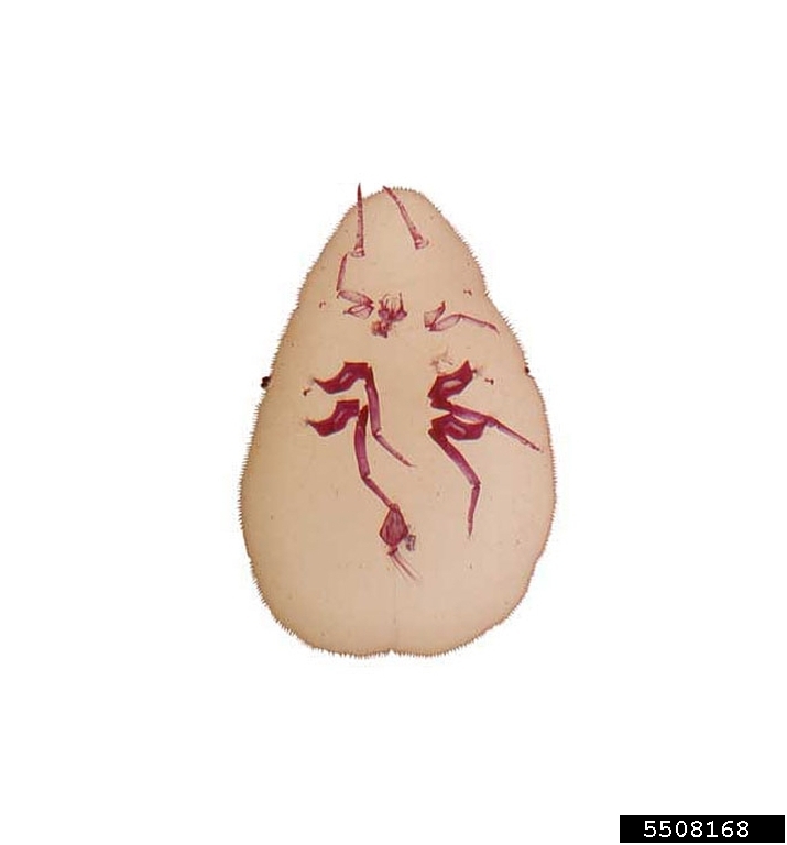 acuminate scale (Kilifia acuminata (Signoret))