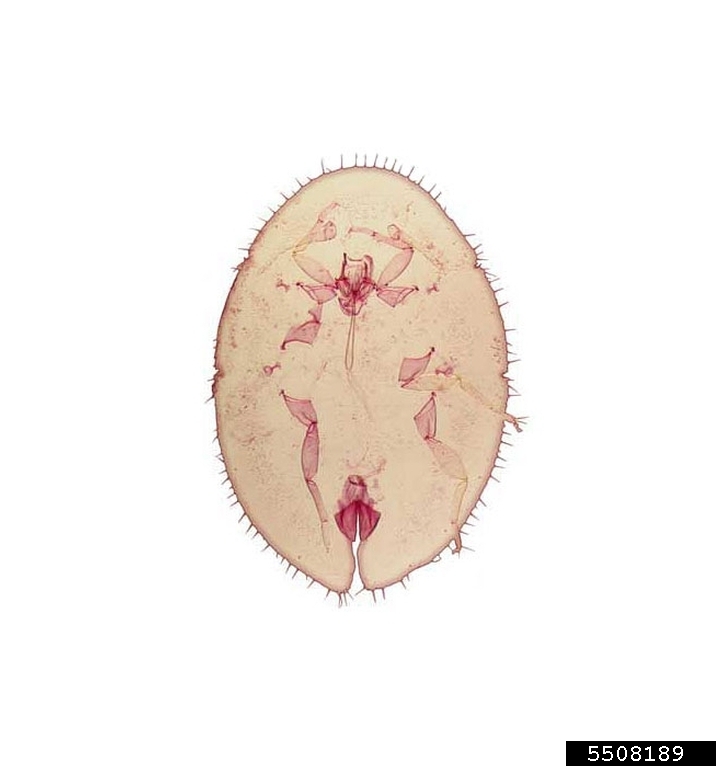 hemispherical scale (Saissetia coffeae)