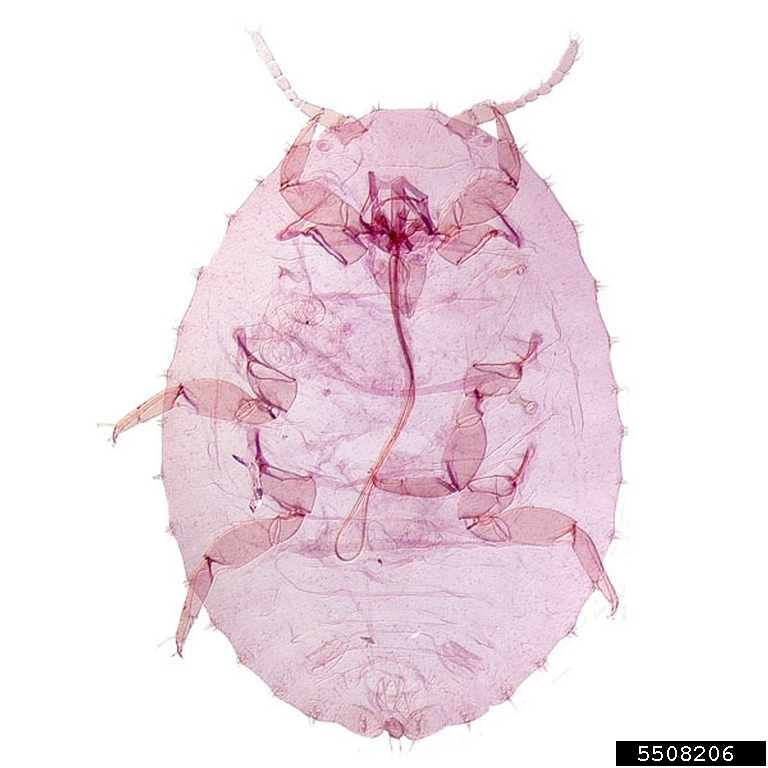 mealybug (Dysmicoccus lepelleyi (Betrem))