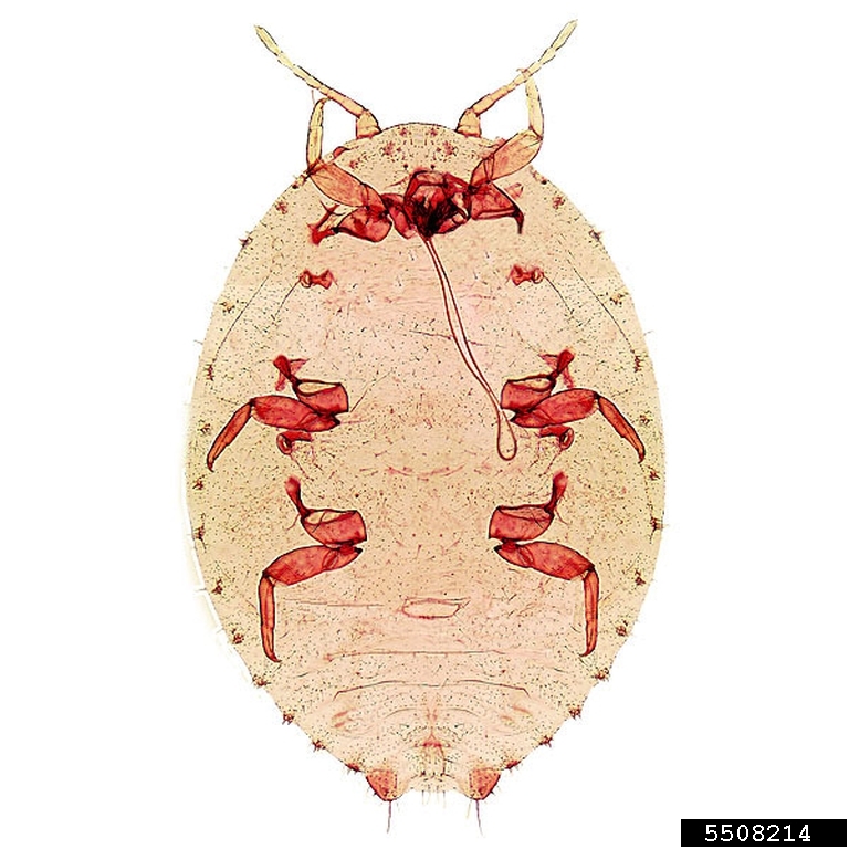 mealybug (Exallomochlus philippinensis)