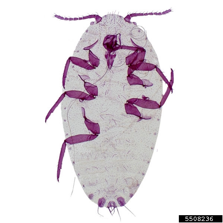 citrophilus mealybug (Pseudococcus calceolariae (Maskell))