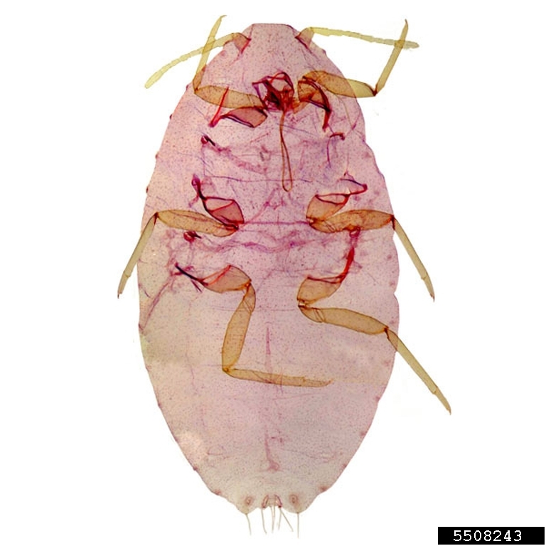 banana mealybug, Pseudococcus elisae (Hemiptera: Pseudococcidae) - 5508243