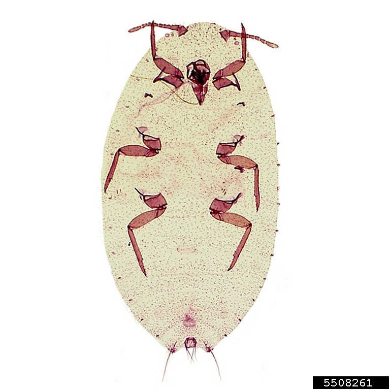 Japanese mealybug (Planococcus kraunhiae (Kuwana, 1902))