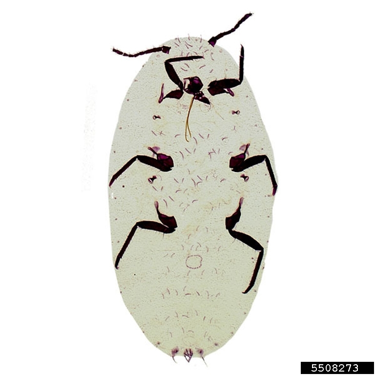 grape mealybug (Pseudococcus maritimus (Ehrhorn))