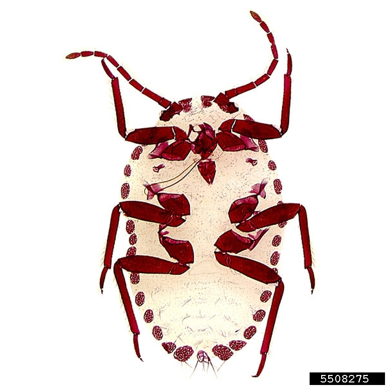 mealybug (Paracoccus mexicanus Ezzat & McConnell, 1956)